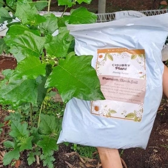 Jual chubby plant media tanaman premium black soil tanaman bunga buah ...