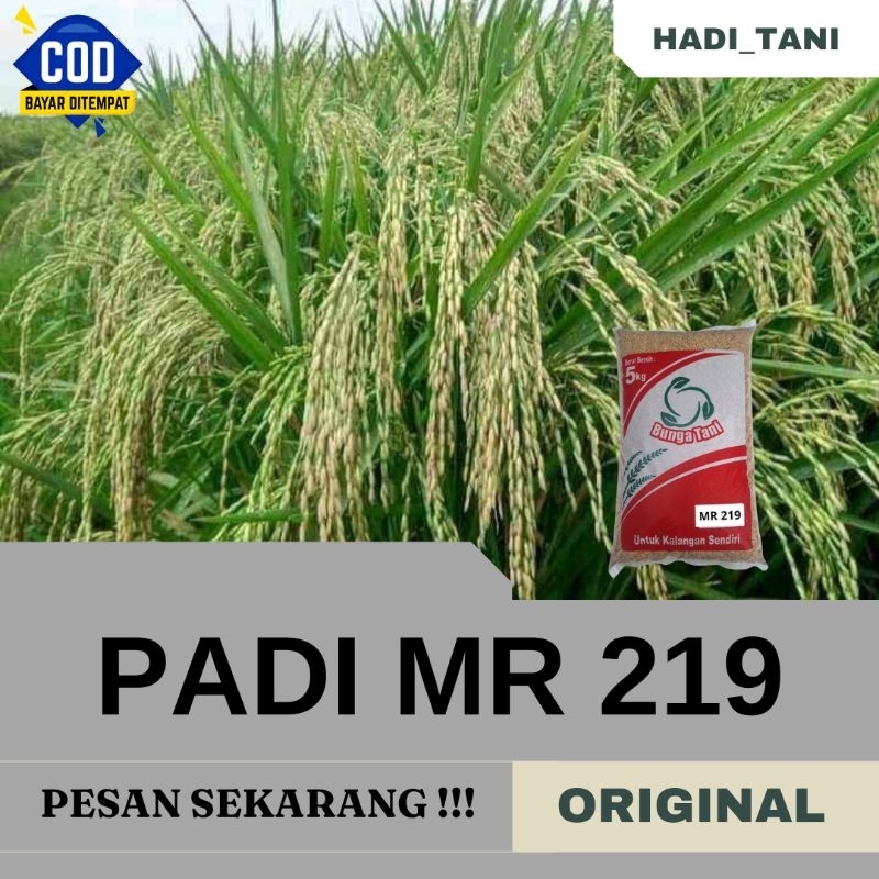 Jual BENIH PADI PREMIUM MR 219 Kemasan 5KG | Shopee Indonesia