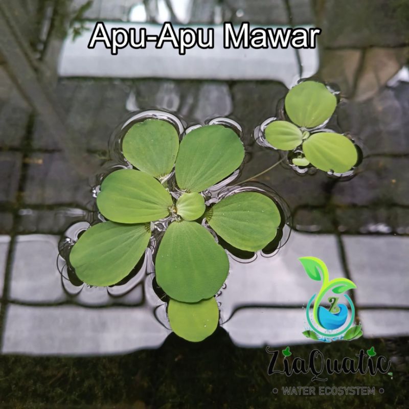 Jual Apu-Apu Mawar - Tanaman Apung Aquascape Paludarium/Kolam ...