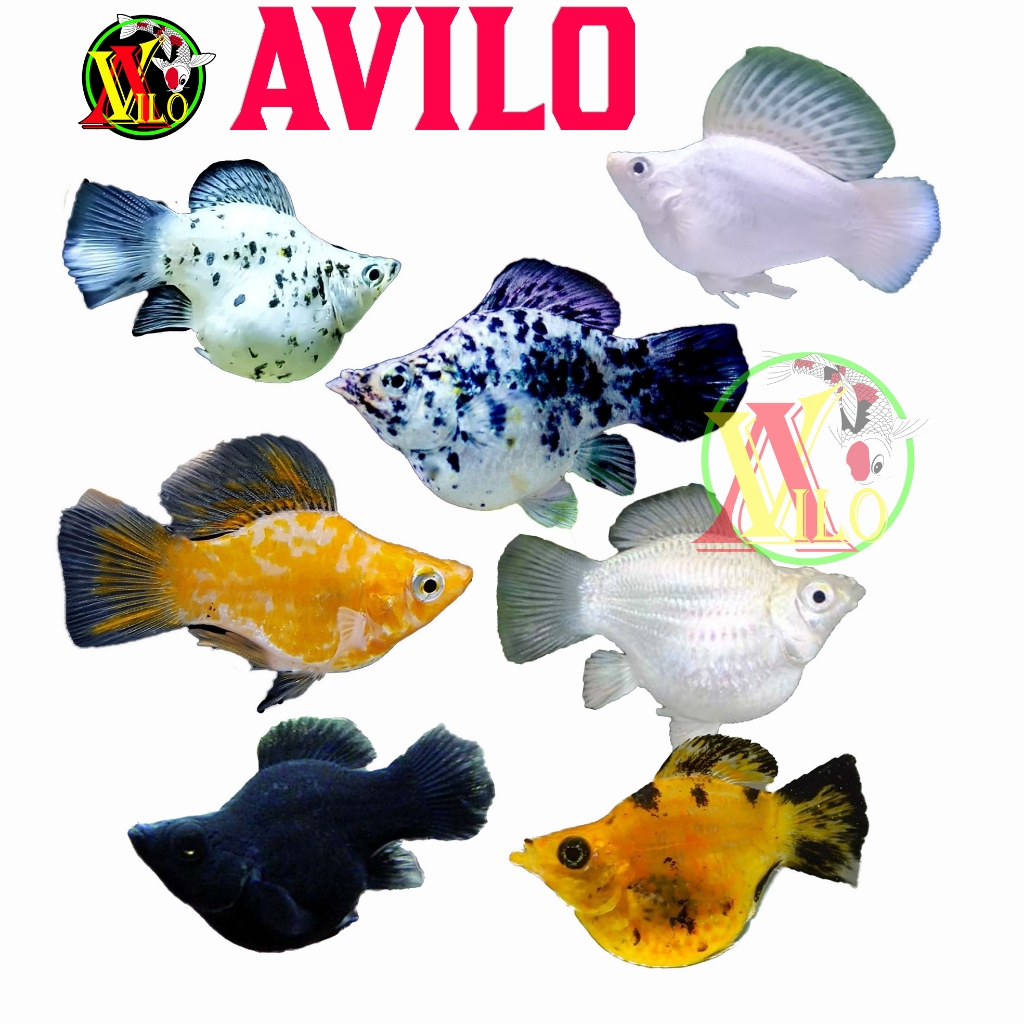 Jual paket ikan hias molly moli balon 10 ekor jenis dan warna rendom ...