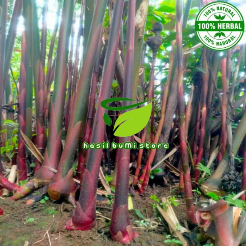 Jual bibit kecombrang merah honje langka siap tanam | Shopee Indonesia