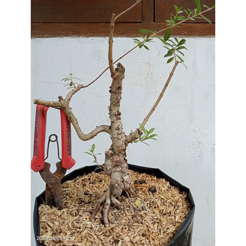 Jual Bahan Bonsai Santigi | Shopee Indonesia