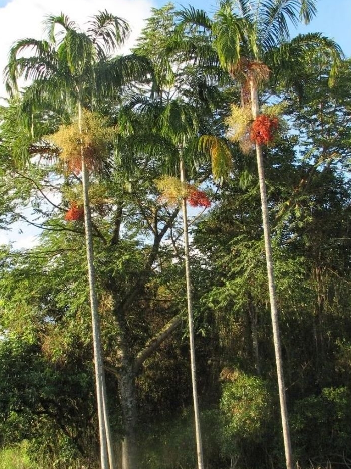 Jual Benih Langka / Biji Palem / Palm Seed: Carpentaria acuminata ...