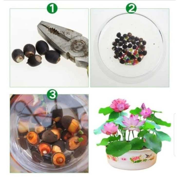 Jual Bibit Bunga Teratai Mini - Benih Lotus Mini Unggul untuk Taman dan ...