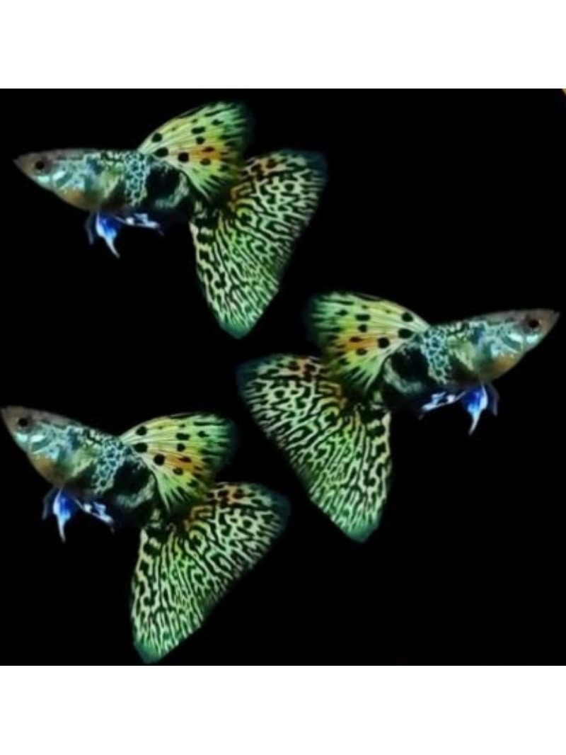 Jual hiasan akuarium ikan Guppy ytkc ( yellow Tiger king cobra ) | Shopee Indonesia