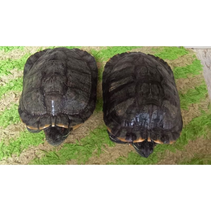 Jual KURA KURA BRAZIL BESAR/JUMBO | Shopee Indonesia