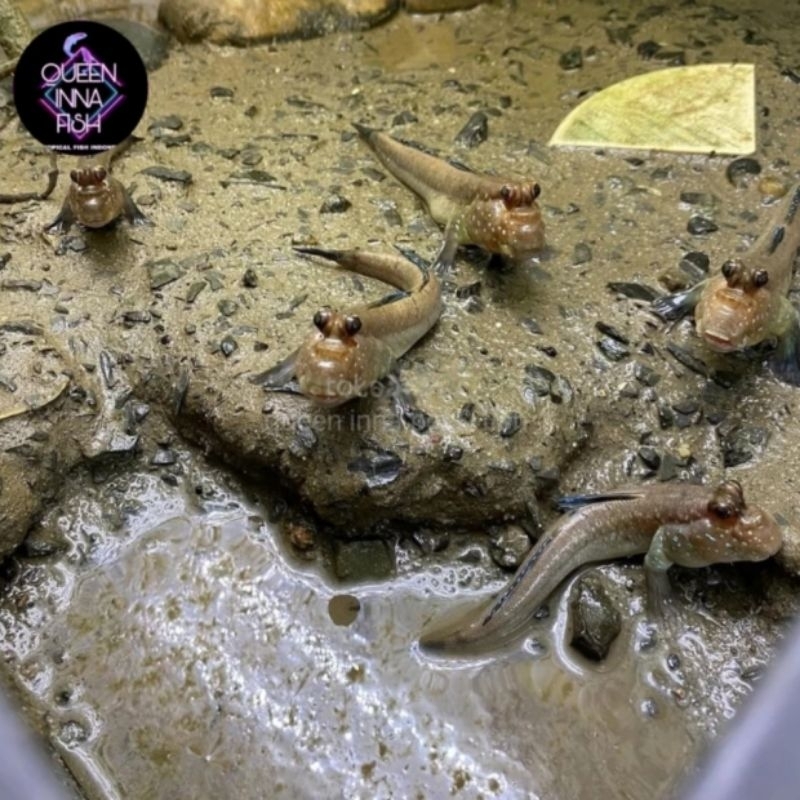 Jual Mudskiper Ikan Glodok/Blodok/Tembakul | Mudskipper Fish | Shopee ...