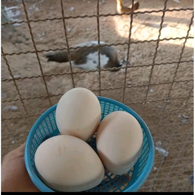 Jual Telur merak blorok untuk di tetaskan | Shopee Indonesia