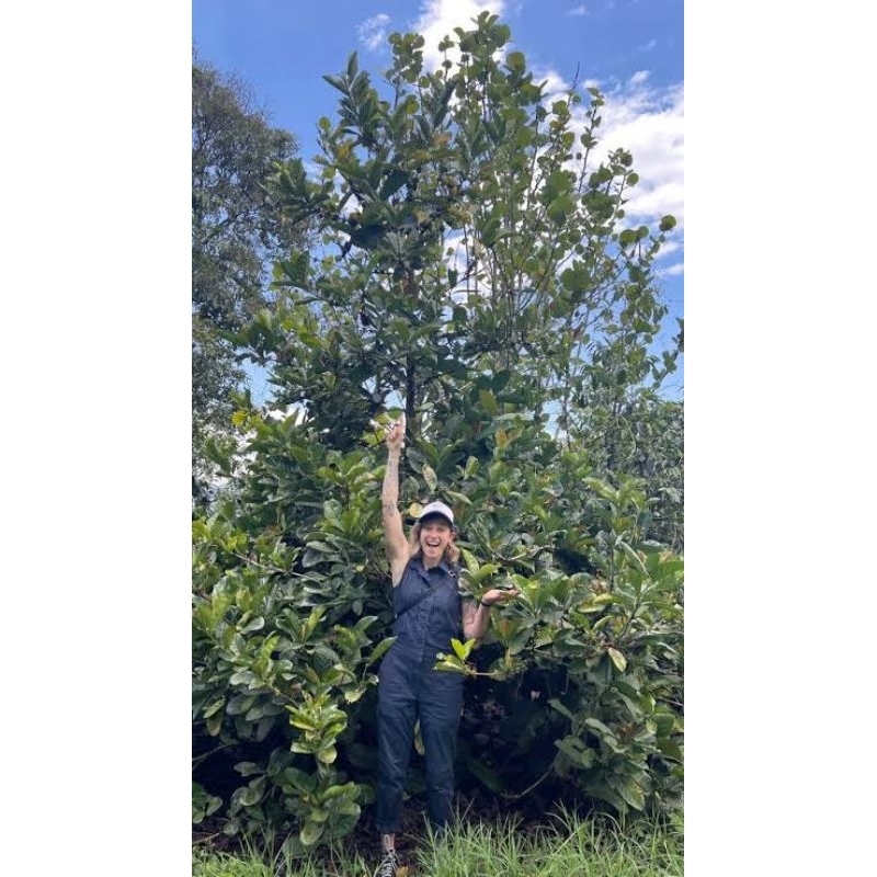 Jual daun kopi liberika fresh /segar/liberica coffee original | Shopee ...