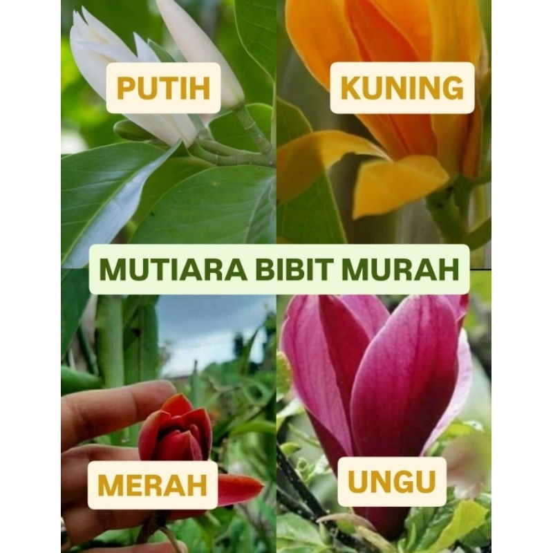 Jual Paket isi 4 pohon bibit kantil merah putih unggu kuning | Shopee ...