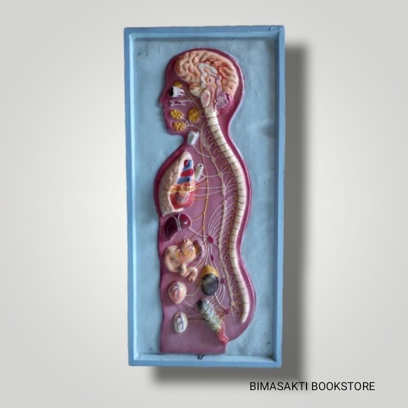 Jual TORSO ALAT PERAGA IPA MODEL PENAMPANG , Peredaran darah,syaraf ...