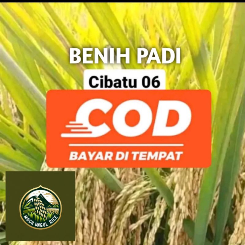 Jual BENIH BIBIT PADI UNGGUL CIBATU 06 SUPER BERKUALITAS KEMASAN 2KG ...