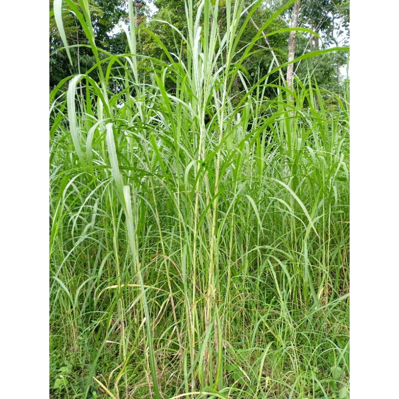 Jual rumput gajah taiwan, batang kecil daun lebat | Shopee Indonesia