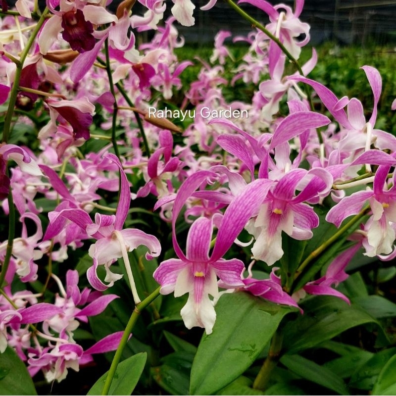 Jual Dendrobium Caesar Warawan x King Cobra | Shopee Indonesia