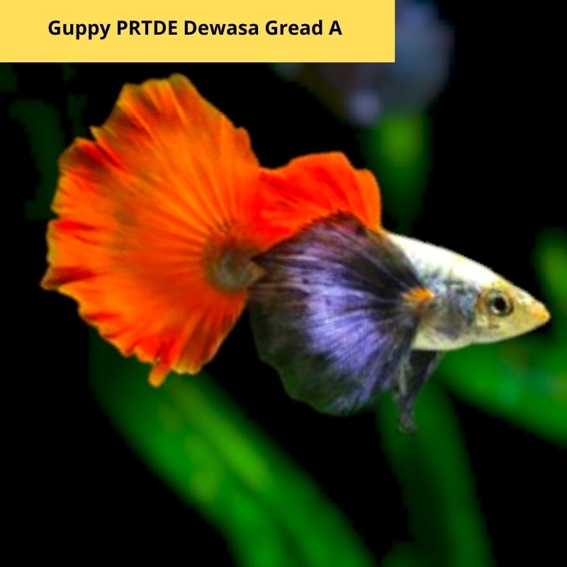 Jual Guppy PRTDE Platinum Red Tail Dumbo Ear Gread A Dewasa Hiasan Aquarium Aquascape | Shopee ...