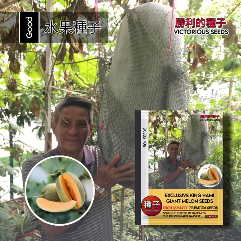 Jual 1 Pak 50 Butir Benih Buah Melon Raksasa King Hami Eksklusif F1 Kemasan Import / benih melon ...