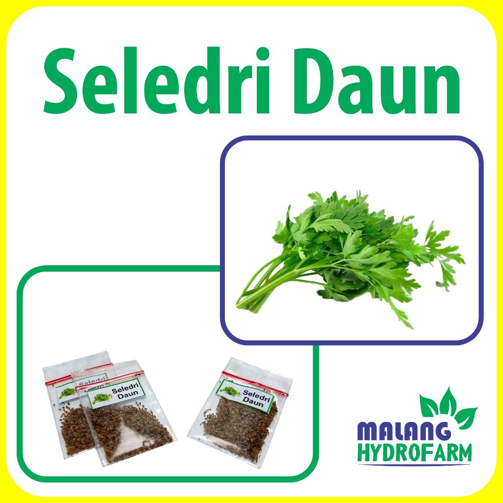 Jual Benih Seledri Daun Unggulan berkualitas biji bibit hydroponik ...