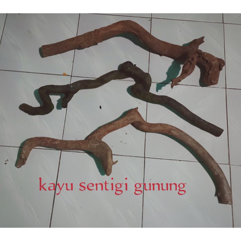 Jual akar kayu sentigi dekorasi aquasqaepe akuariumm | Shopee Indonesia