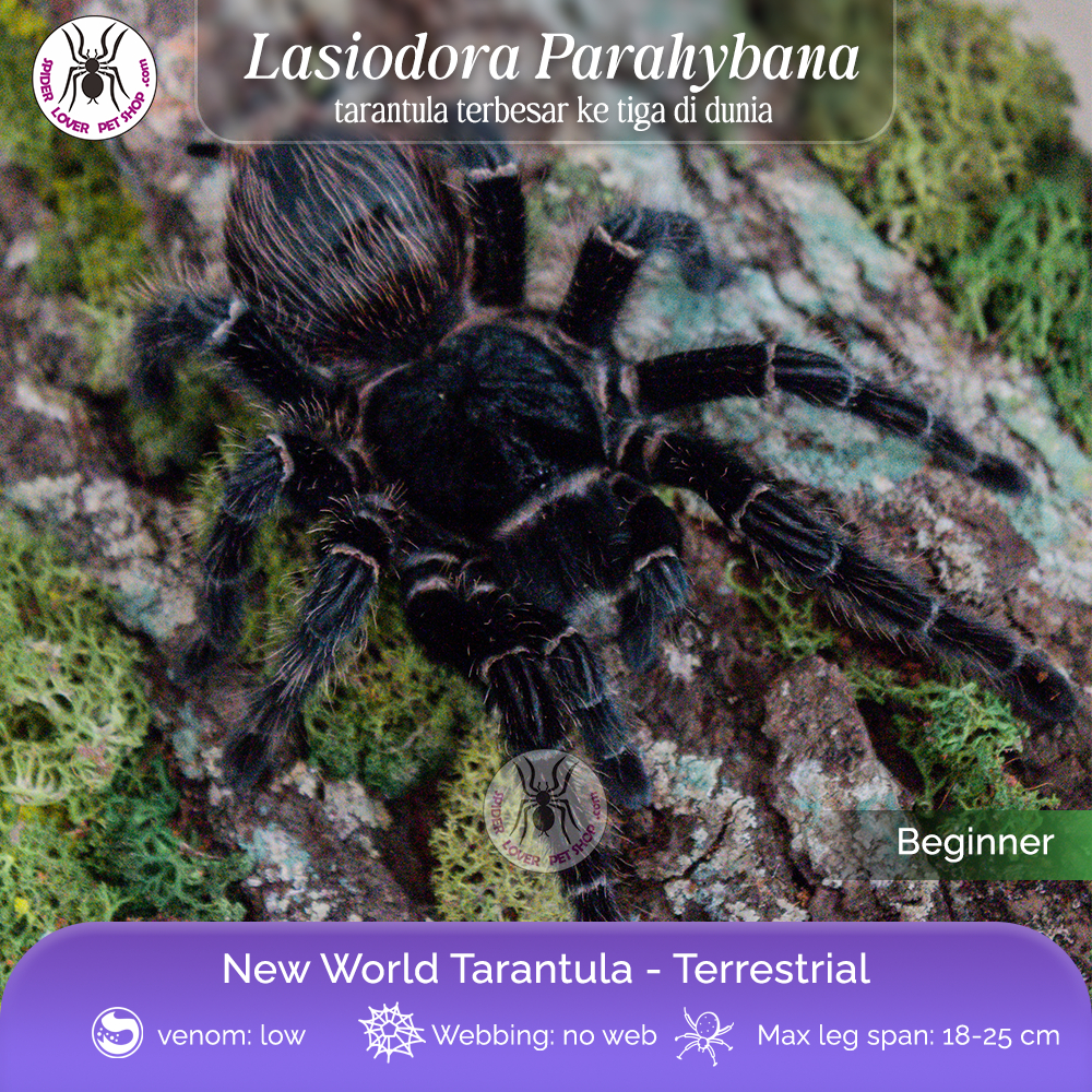 Jual LASIODORA parahybana tarantula - max size 25 cm | Shopee Indonesia