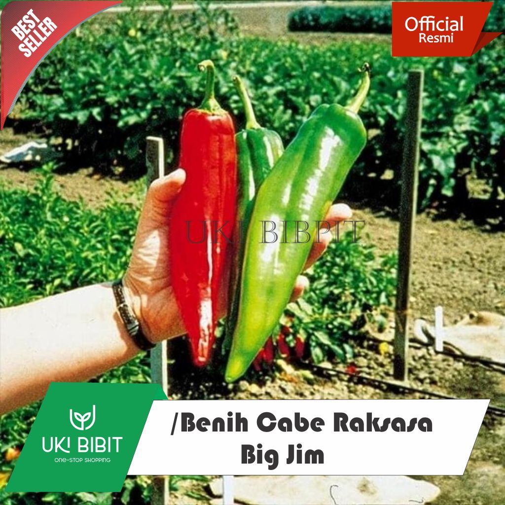 Jual ( 10 Butir ) Benih Biji Cabe Raksasa Big Jim | Big Jim Chili ...