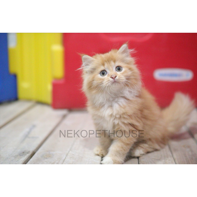Jual Persia Longhair Kitten Anak Kucing Oren | Shopee Indonesia