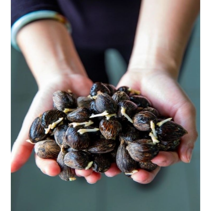 Jual kecambah sawit verdant select bersertifikat | Shopee Indonesia