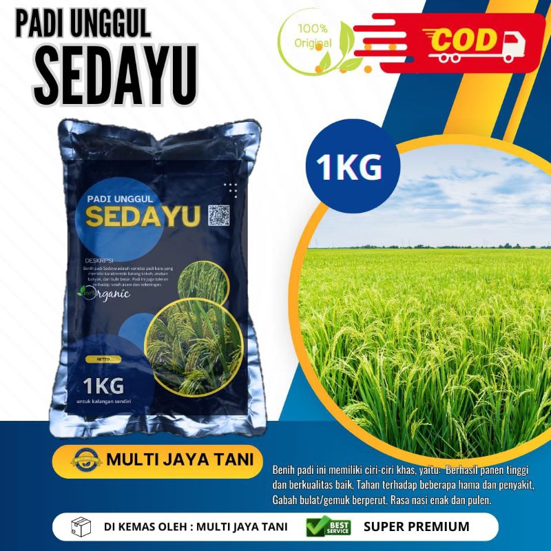 Jual BENIH PADI KUALITAS UNGGUL SEDAYU kemasan 1KG | Shopee Indonesia