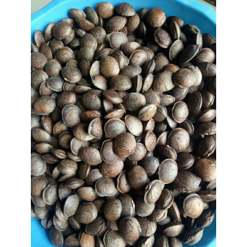 Jual Biji/benih kacang sacha inchi 1kg biji sachi kacang inka ...
