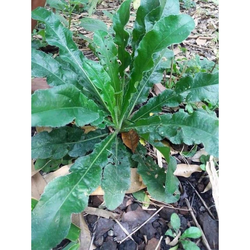 Jual Daun Tapak Liman | Shopee Indonesia