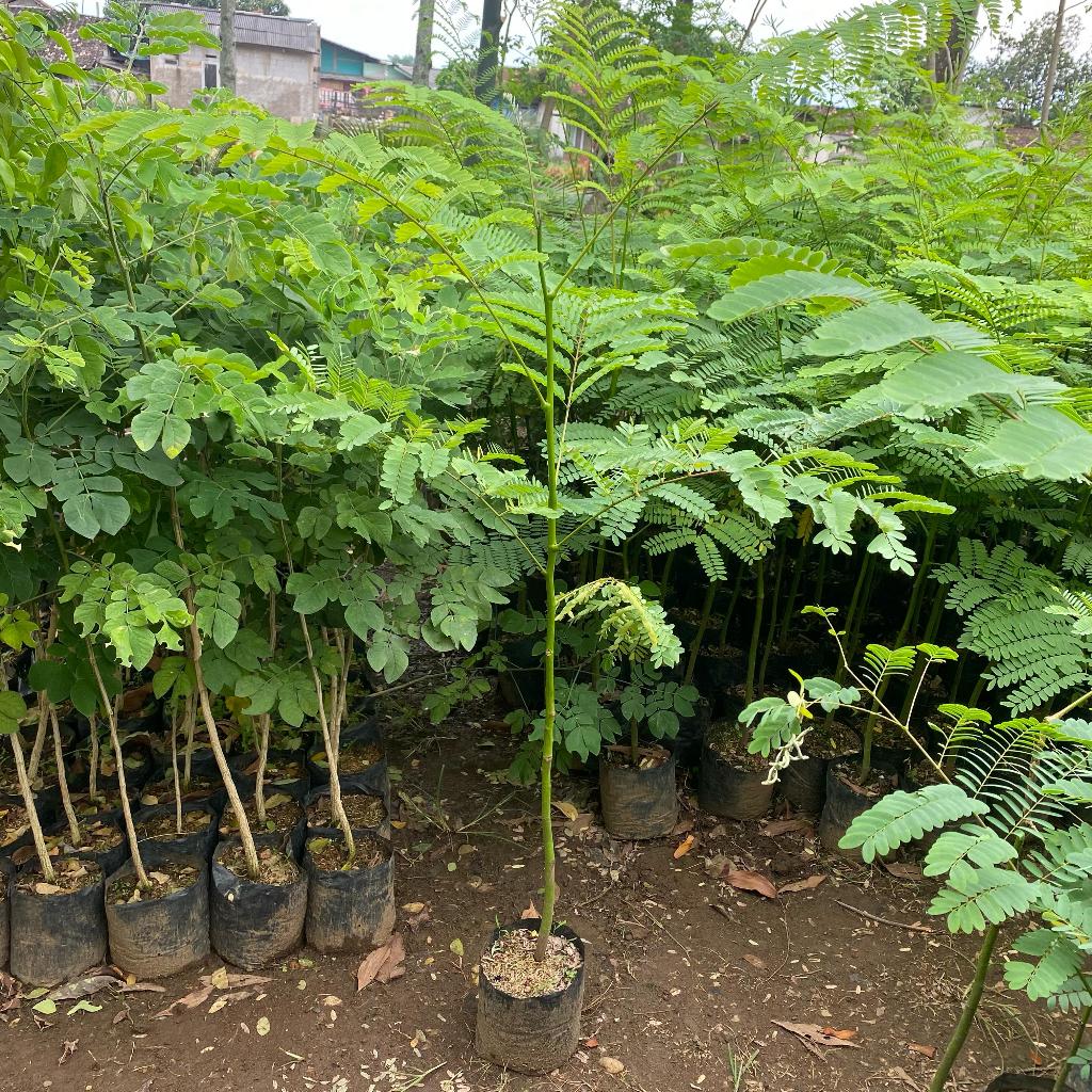 Jual Pakis brazil atau solobium parahyba tinggi 1 meter | Shopee Indonesia