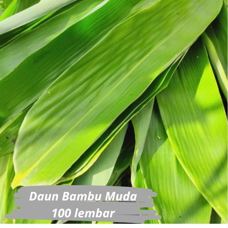 Jual [ANS] Daun Bambu Muda Segar Bungkus Bacang 100 Lembar | Shopee ...