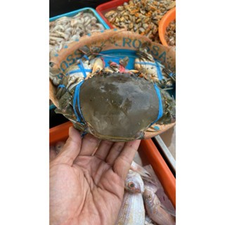 Jual Kepiting Fresh Frozen 500gram - Sayur Instan Segar Malang | Shopee ...