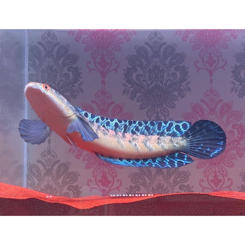 Jual Box maru ys batik sz 12-13cm | Shopee Indonesia