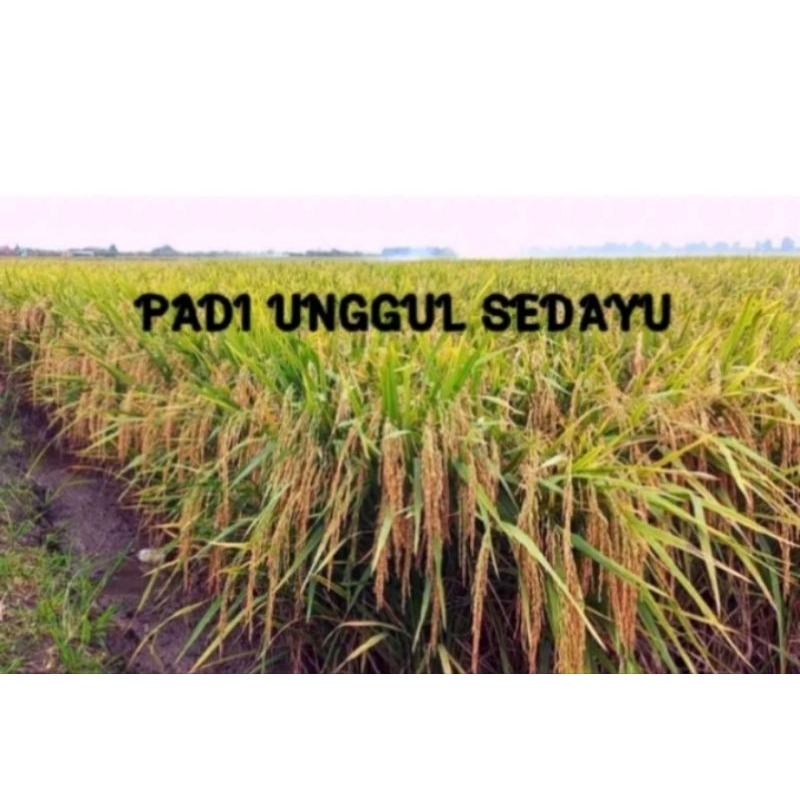 Jual BENIH BIBIT PADI SEDAYU KUALITAS UNGGUL ORIGINAL KEMASAN 1KG | Shopee Indonesia