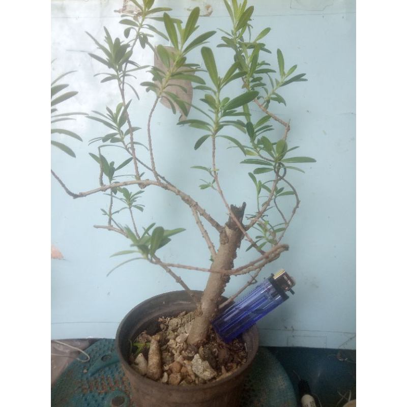 Jual Bahan Bonsai Santigi Karang | Shopee Indonesia