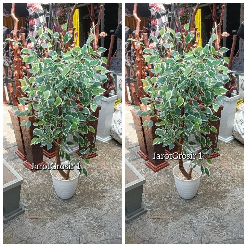 Jual POHON BRINGIN VAS TAWON TINGGI 120CM | Shopee Indonesia