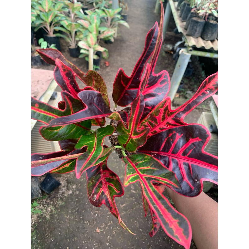 Jual Tanaman Hias Puring Jet | Shopee Indonesia