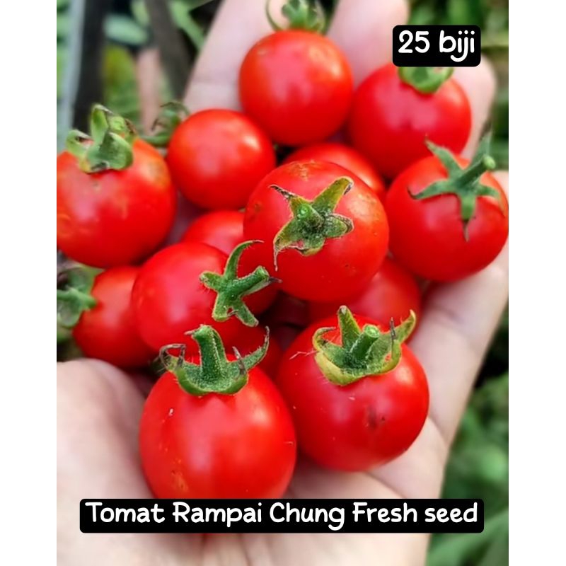 Jual Benih tomat rampai chung fresh seed isi 25 biji | Shopee Indonesia