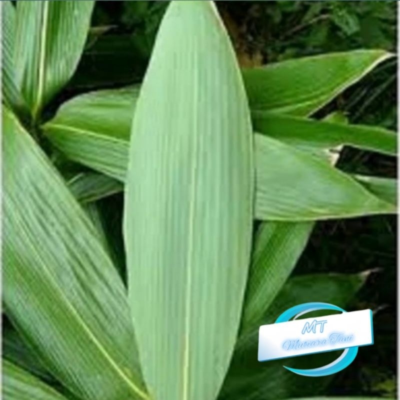 Jual daun bambu segar ( basah ) 5-8 cm 1 ikat isi 100 lembar | Shopee ...