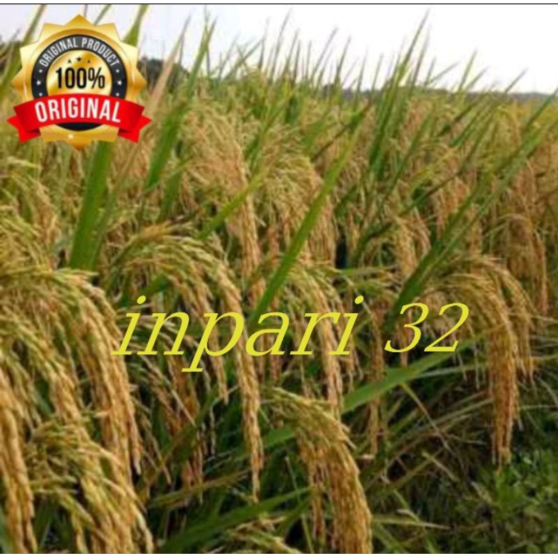 Jual benih padi Inpari 32 original (5kg) | Shopee Indonesia