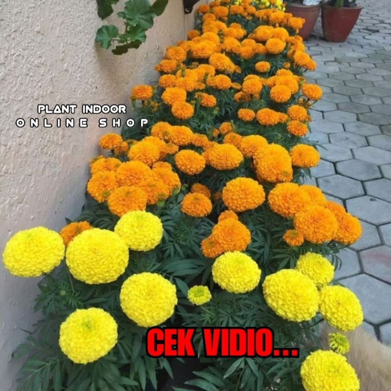 Jual Tanaman hias hidup bunga marigold Rimbun bunga kuning orange ...