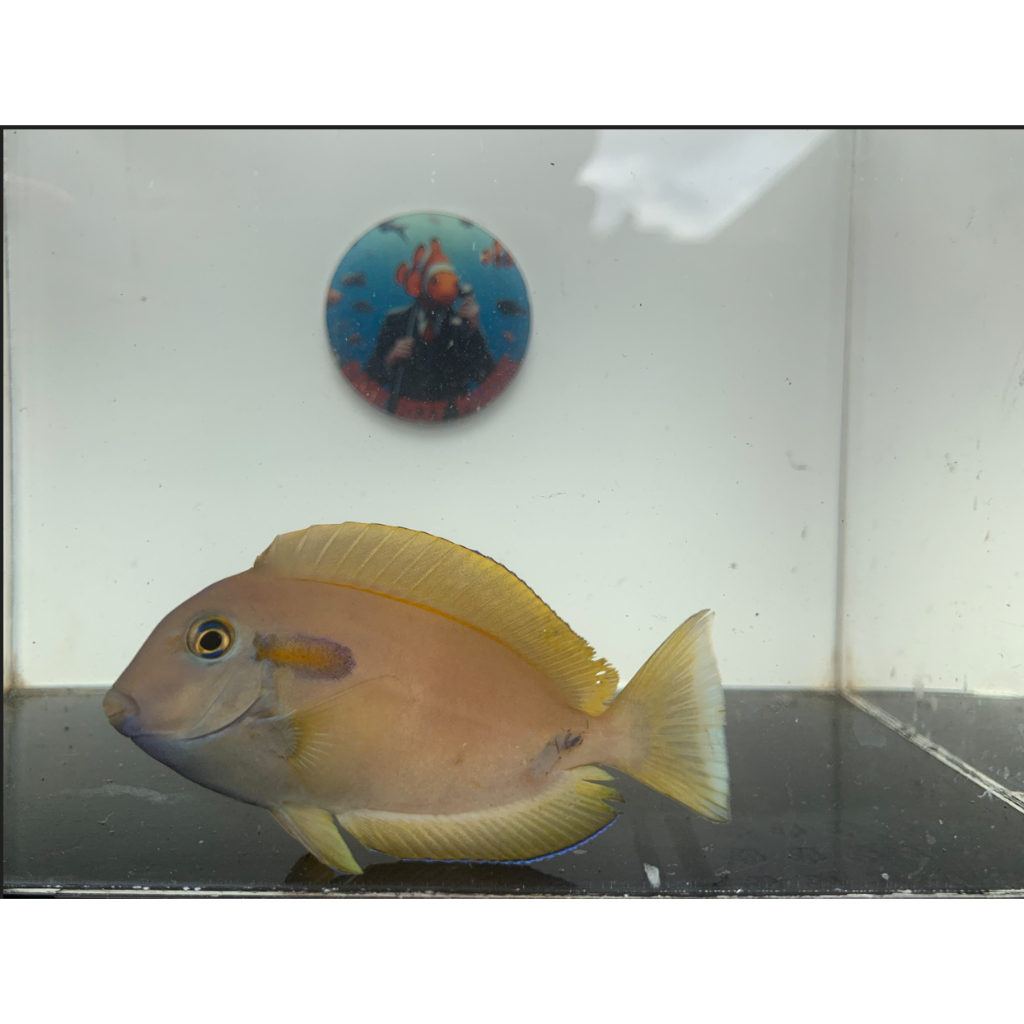 Jual Botana Kapsul Kuning / Orange Band Sturgeonfish | Shopee Indonesia