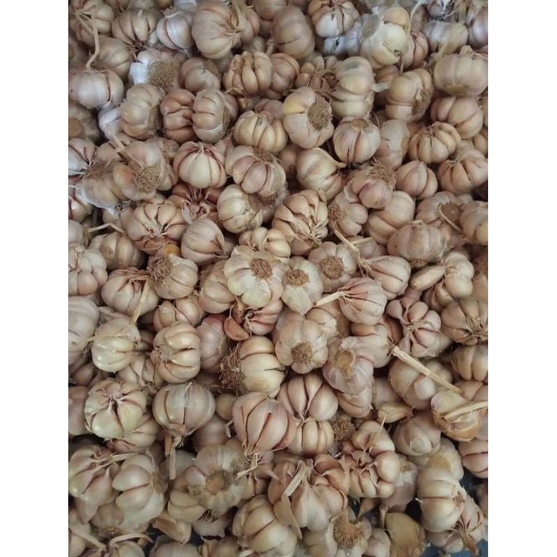 Jual Bawang Putih Sincho Kemasan 250 gr 500 gr dan 1kg | Shopee Indonesia