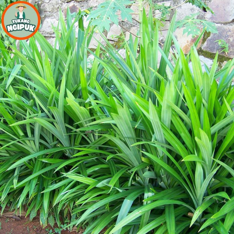 Jual Daun Pandan Wangi Obat Herbal Tradisional 10 Lembar Daun Pandan ...