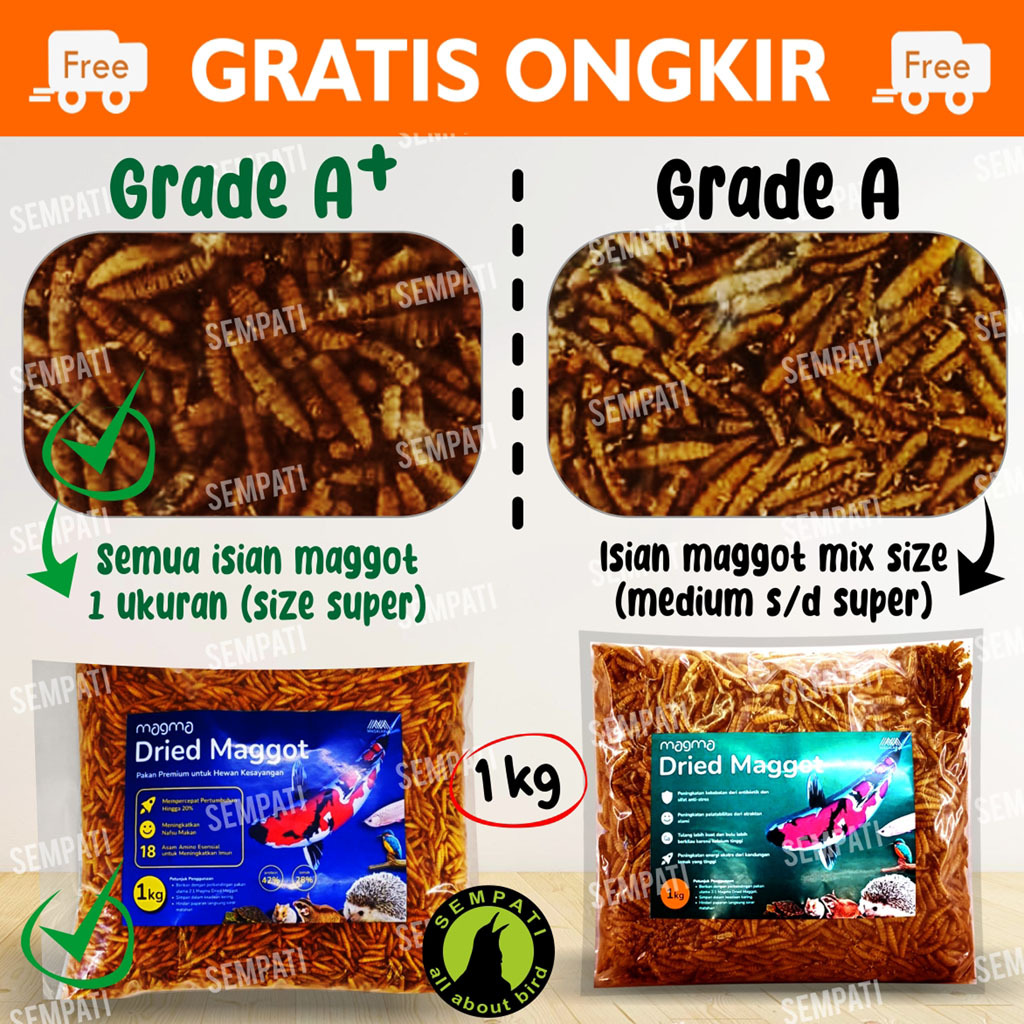 Jual SEMPATI Dried Maggot BSF Grade A+ Magot Kering Larva Lalat Buah ...