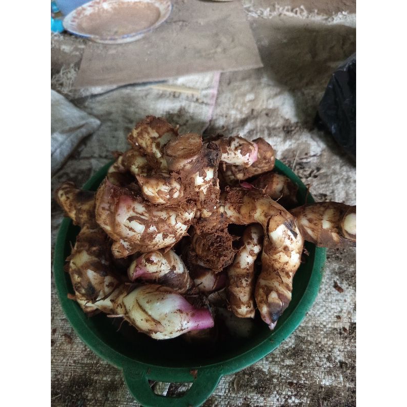 Jual ubi ganyong merah/ganyol segar 1kg | Shopee Indonesia