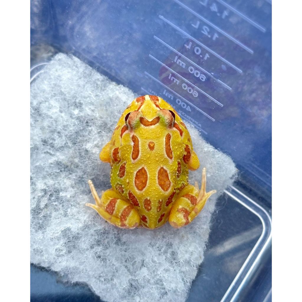 Jual Kodok Pacman Frog Size 4cm / Katak Hias | Shopee Indonesia