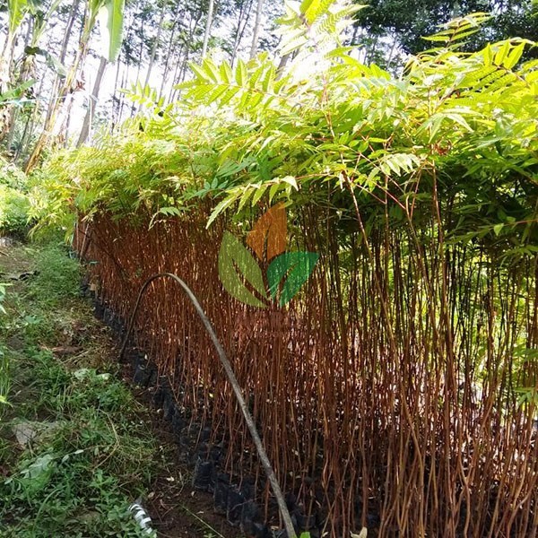 Jual Bibit Pohon Kayu Suren Surian Siap Tanam | Shopee Indonesia
