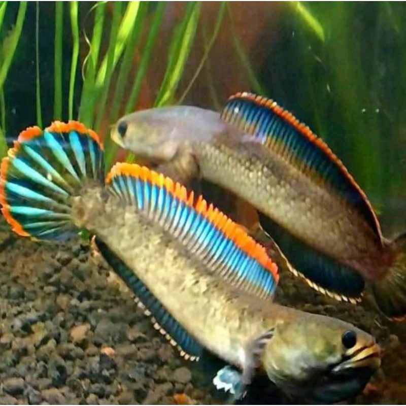 Jual stiker Channa pair Limbata Rim Merah Sepasang | Shopee Indonesia