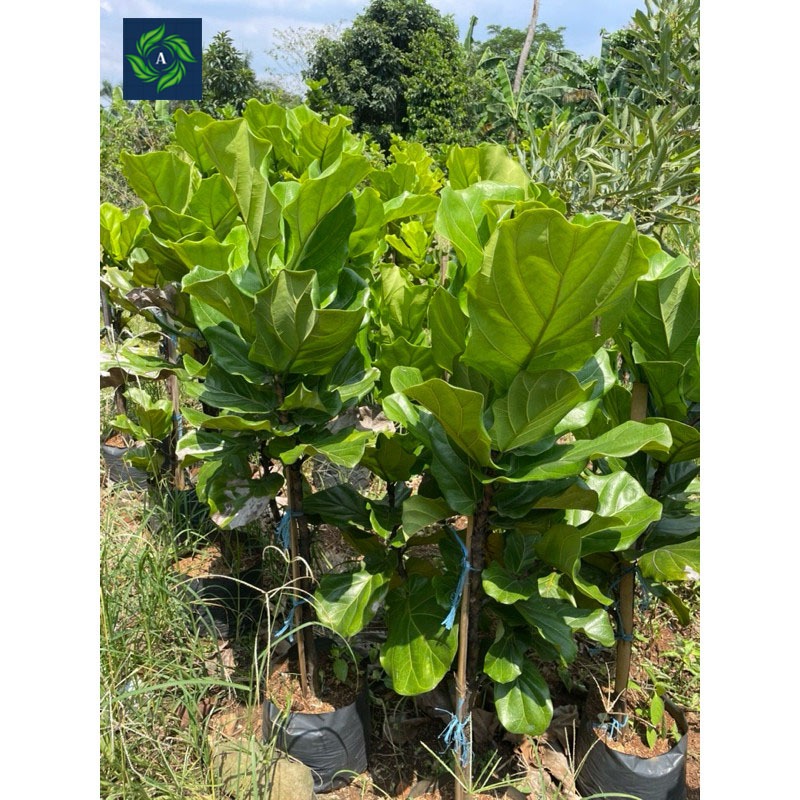 Jual Pohon Ketapang Biola Cantik Tinggi 1.5 Meter Kualitas Terbaik ...